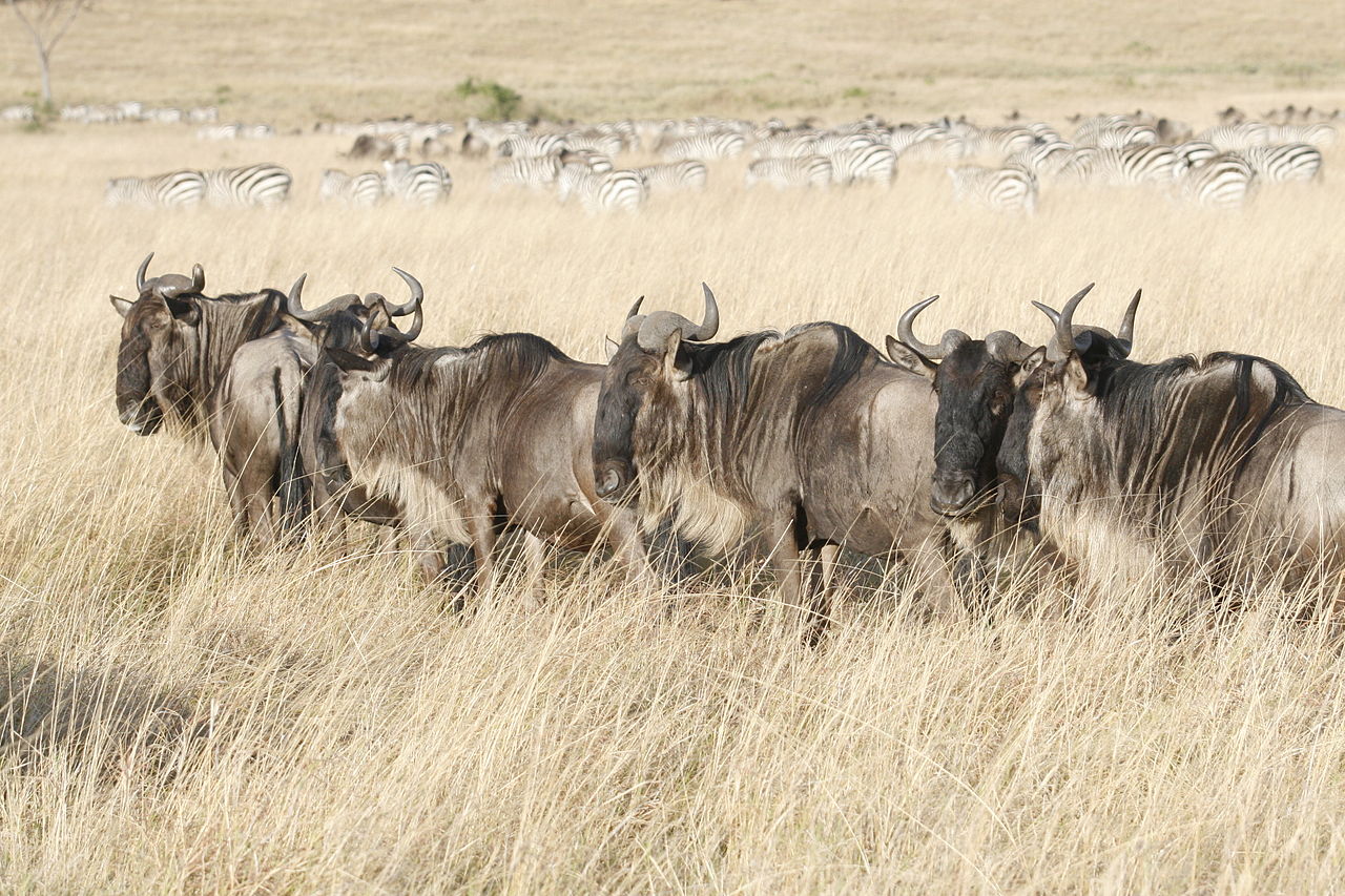 Wildebeest Hides – Trophy Room Collection