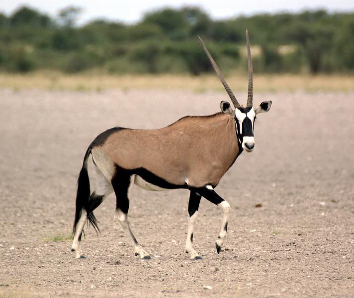 Gemsbok Hide – Trophy Room Collection