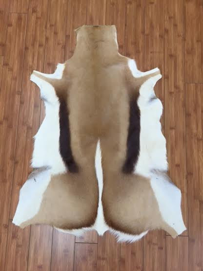 Springbok Hides – Trophy Room Collection