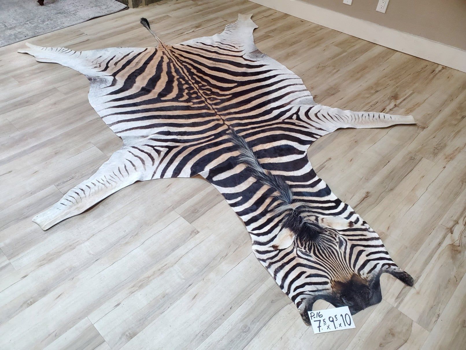 Premium Zebra Skin Rug- P16 – Trophy Room Collection