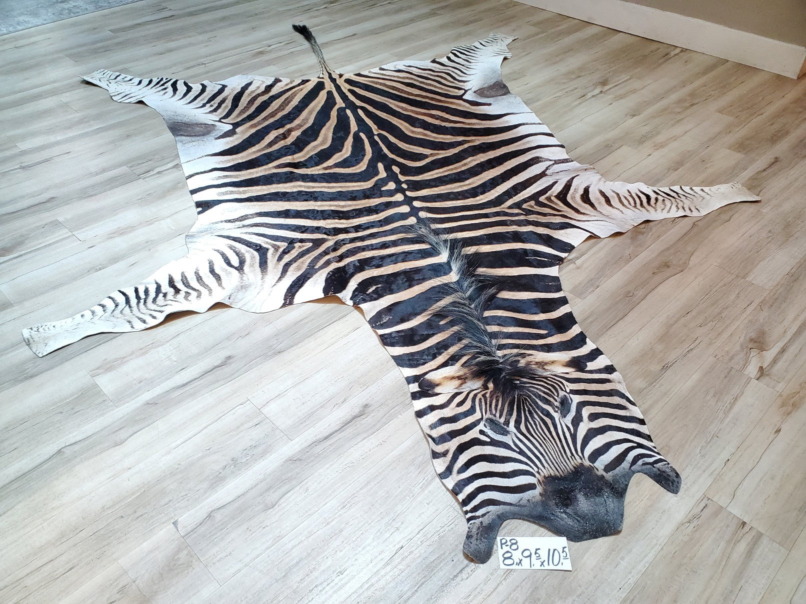 Premium Zebra Skin Rug- P8 – Trophy Room Collection