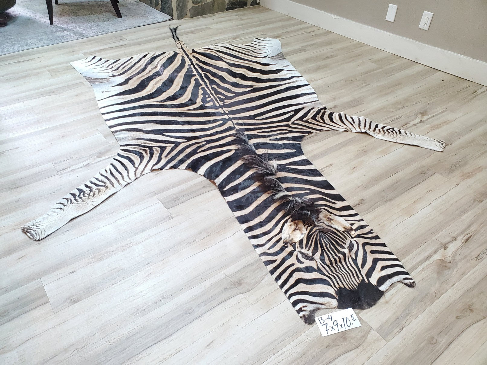 B Grade Zebra Skin Rug- B4 – Trophy Room Collection