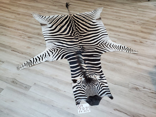 Authentic Zebra Skin Rug - Zebra Rugs for Sale | Trophy Room Collection ...