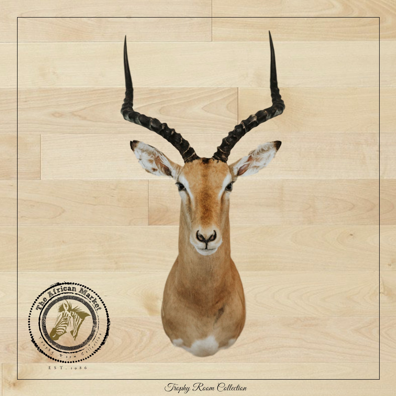 SHOULDER MOUNT - Impala Trophy 1 – Trophy Room Collection