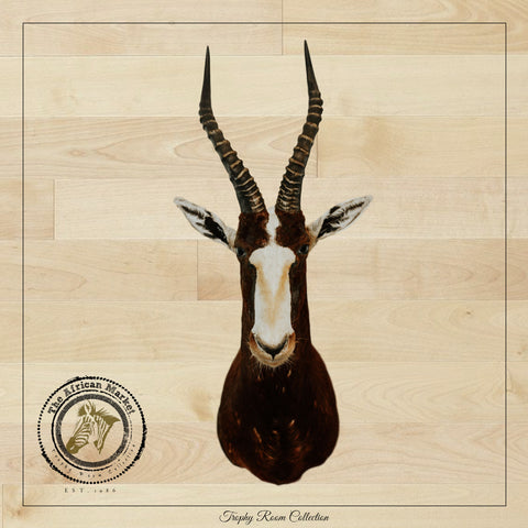 white blesbok mount