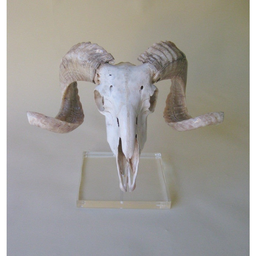 Mounted Marino Ram Skull – Trophy Room Collection
