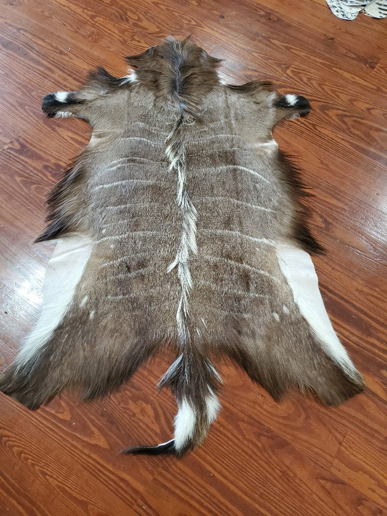 Nyala Hide – Trophy Room Collection