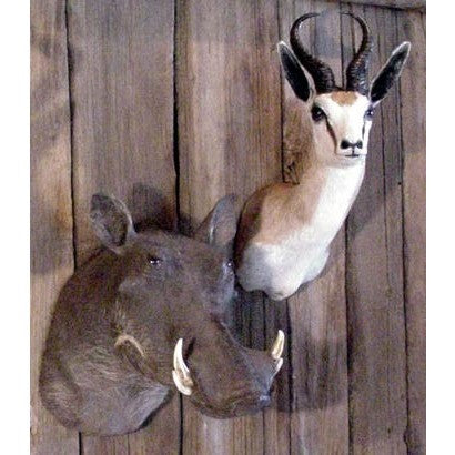 SHOULDER MOUNT - Springbok Trophy 3 – Trophy Room Collection