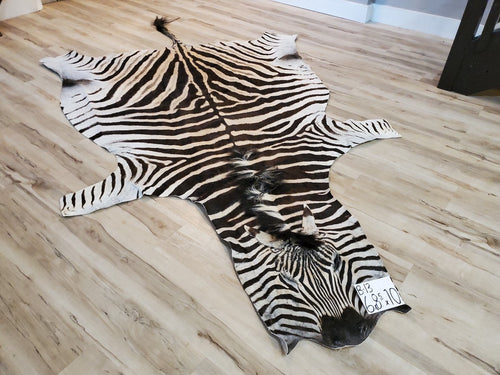 Authentic Zebra Skin Rug - Zebra Rugs for Sale | Trophy Room Collection ...