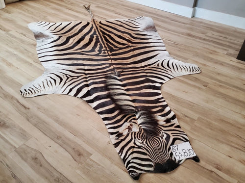 Authentic Zebra Skin Rug - Zebra Rugs for Sale | Trophy Room Collection ...